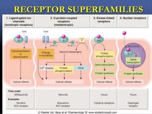 Drug Receptors intercaction and Drug antagonism : Dr Rahul Kunkulol's…