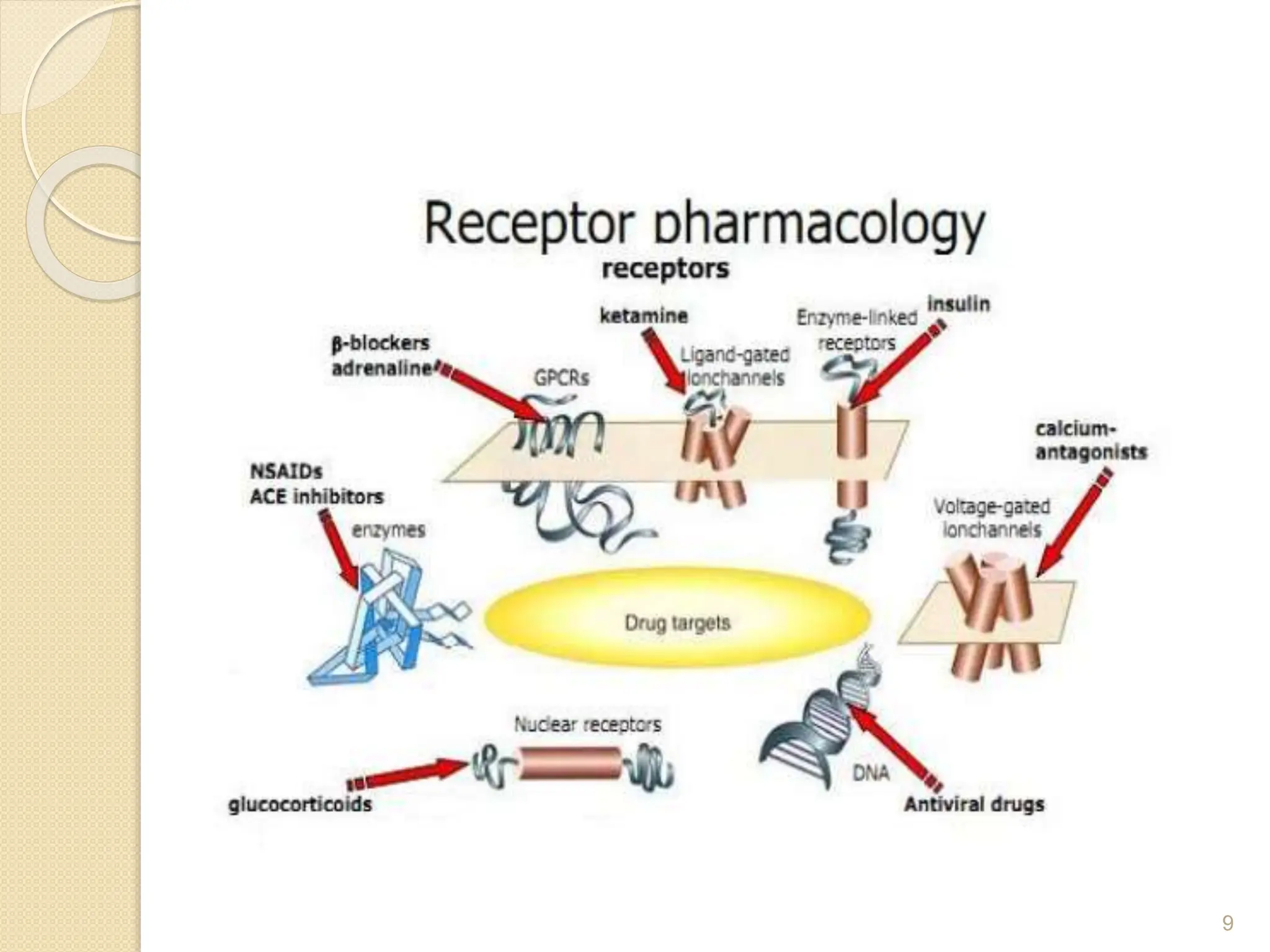 RECEPTORS AS BIOLOGCAL DRUG TARGETS ppt.pptx | Endocrine and Metabolic ...