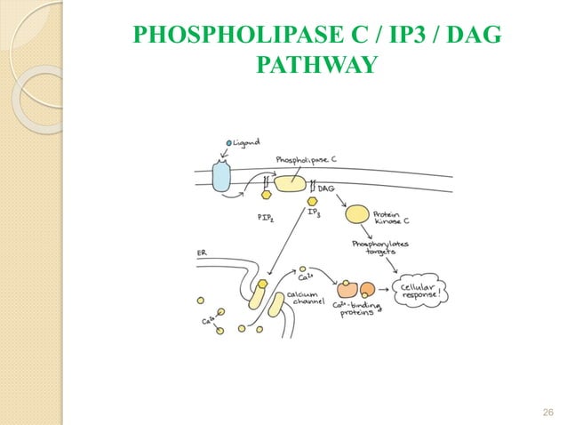RECEPTORS AS BIOLOGCAL DRUG TARGETS ppt.pptx