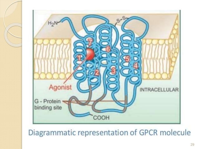 RECEPTORS AS BIOLOGCAL DRUG TARGETS ppt.pptx