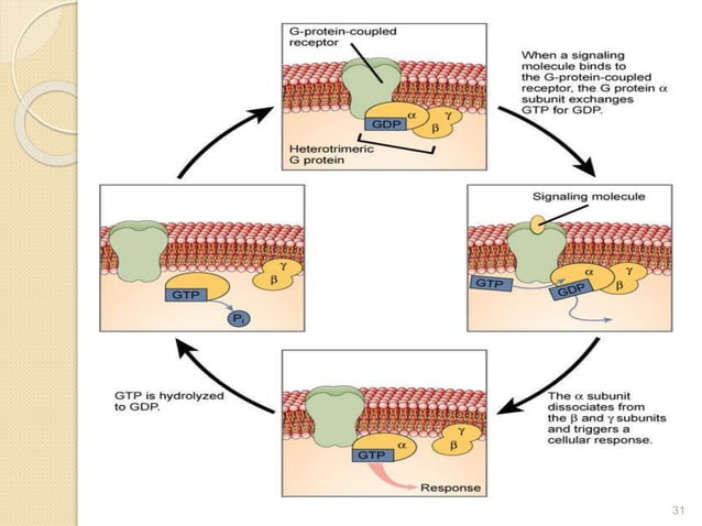 RECEPTORS AS BIOLOGCAL DRUG TARGETS ppt.pptx