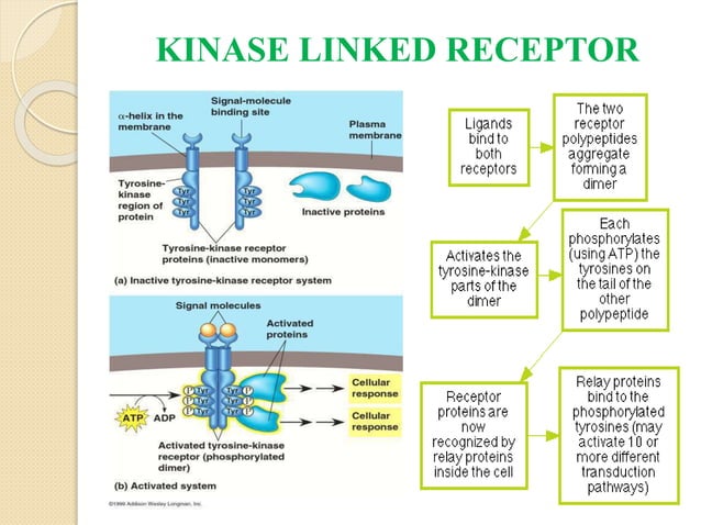 RECEPTORS AS BIOLOGCAL DRUG TARGETS ppt.pptx