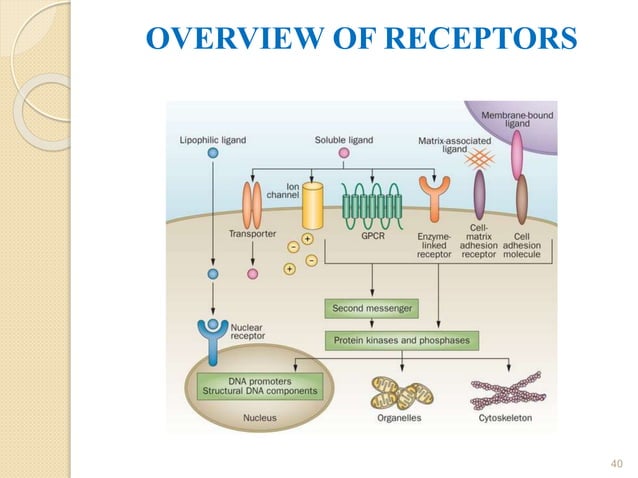 RECEPTORS AS BIOLOGCAL DRUG TARGETS ppt.pptx