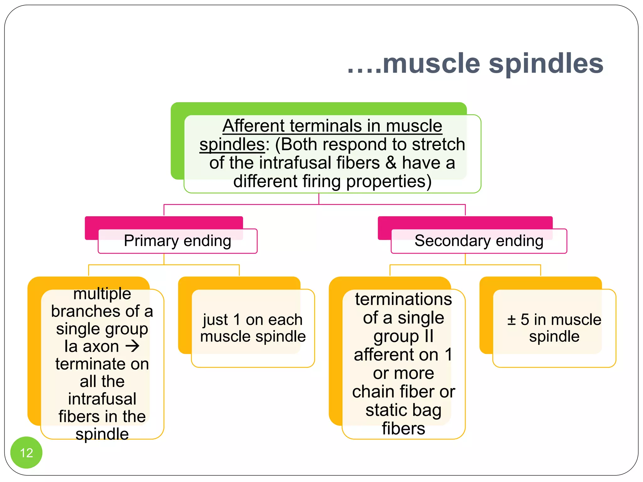 Receptors in Muscle and Their Role in Motor.ppt