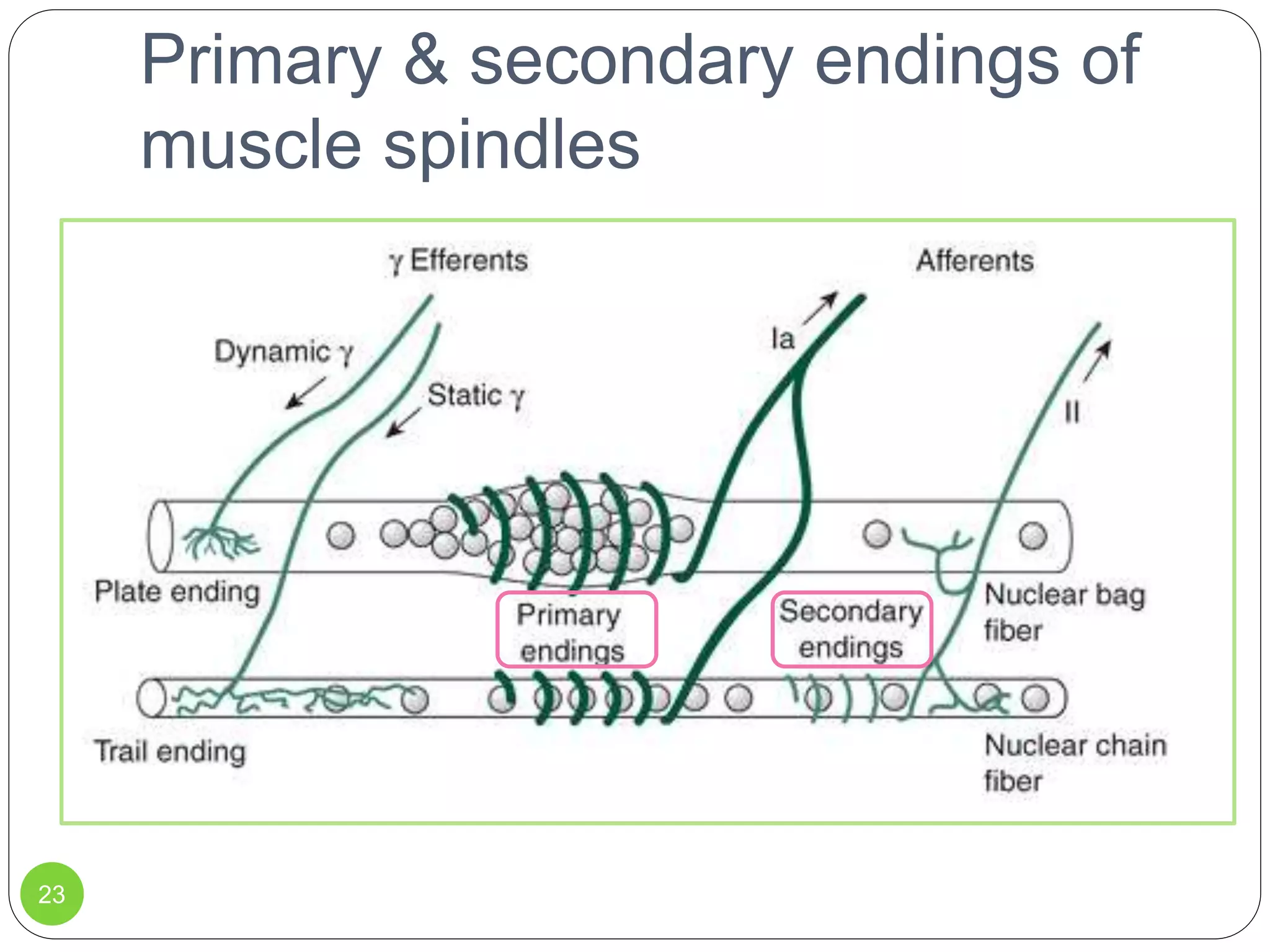 Receptors in Muscle and Their Role in Motor.ppt