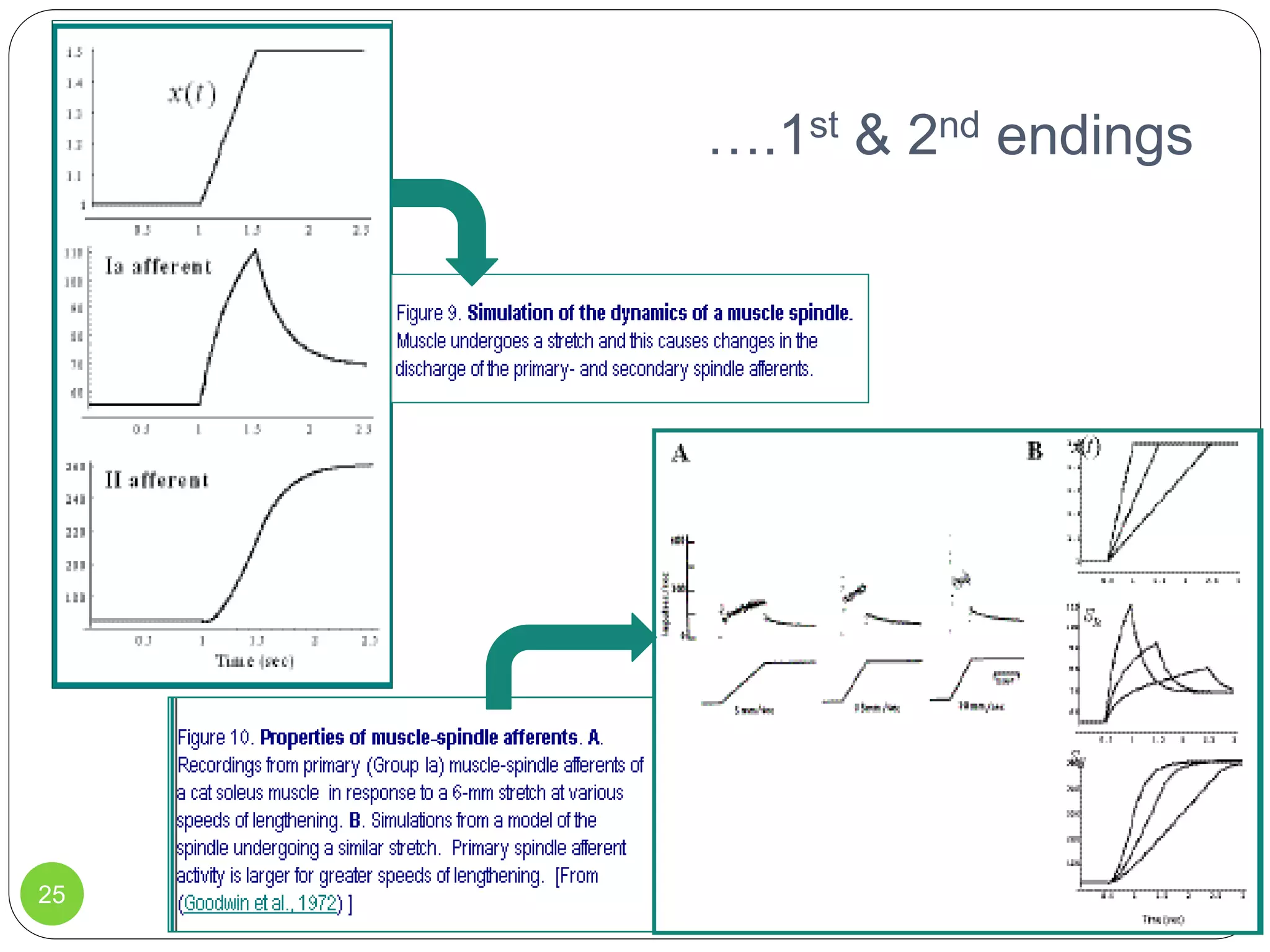 Receptors in Muscle and Their Role in Motor.ppt | Free Download