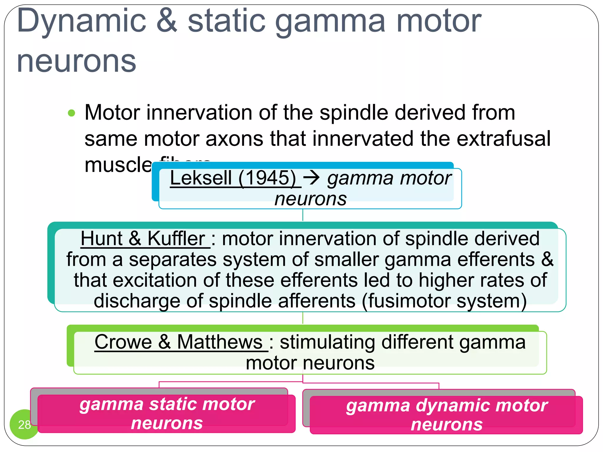 Receptors in Muscle and Their Role in Motor.ppt