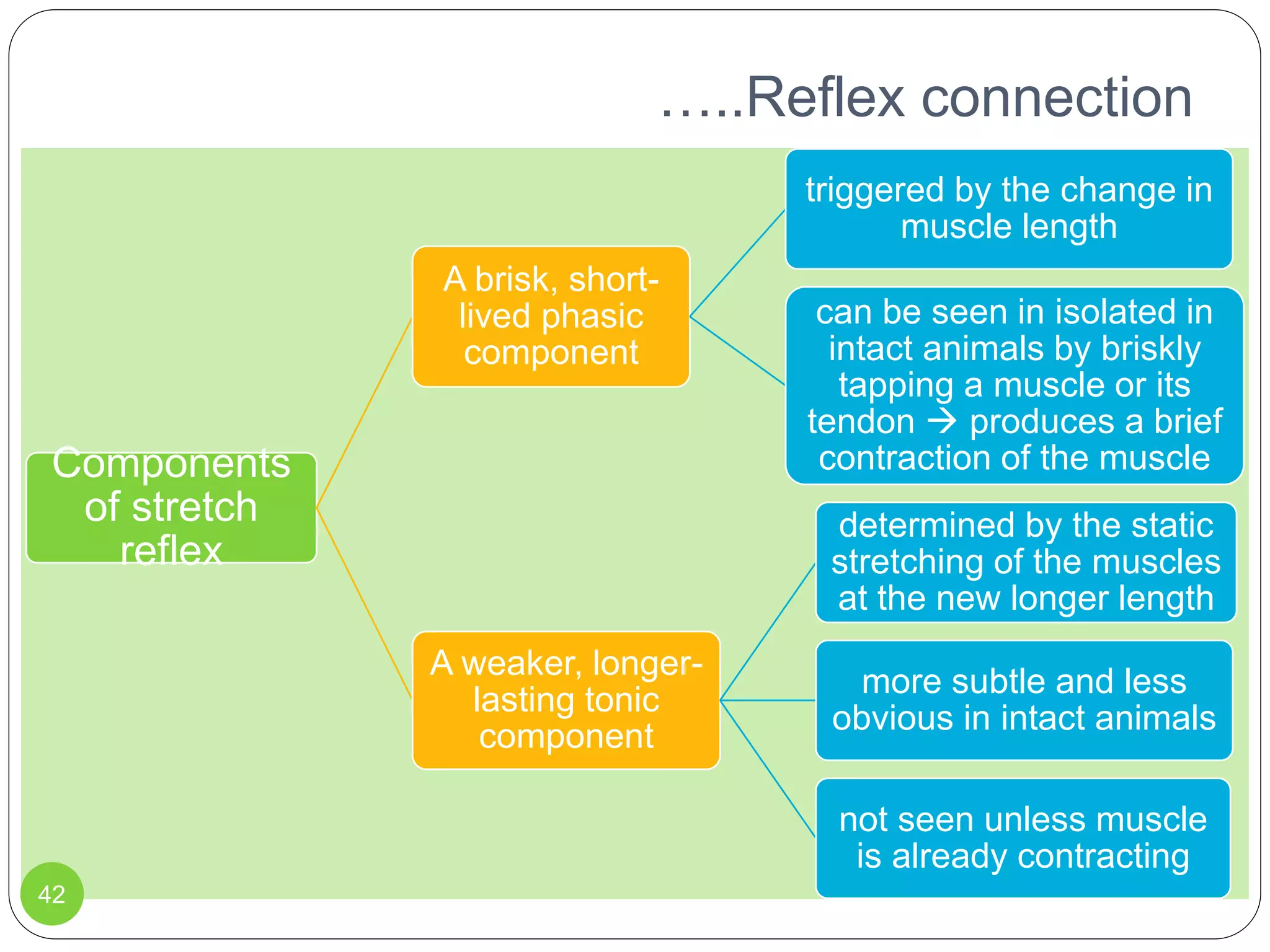 Receptors in Muscle and Their Role in Motor.ppt