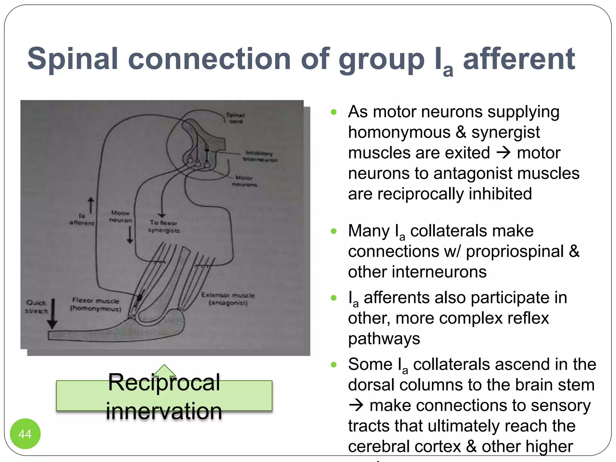 Receptors in Muscle and Their Role in Motor.ppt