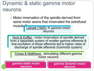 Receptors in Muscle and Their Role in Motor.ppt