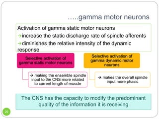 Receptors in Muscle and Their Role in Motor.ppt