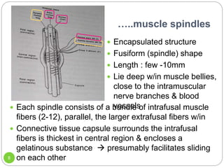 Receptors in Muscle and Their Role in Motor.ppt