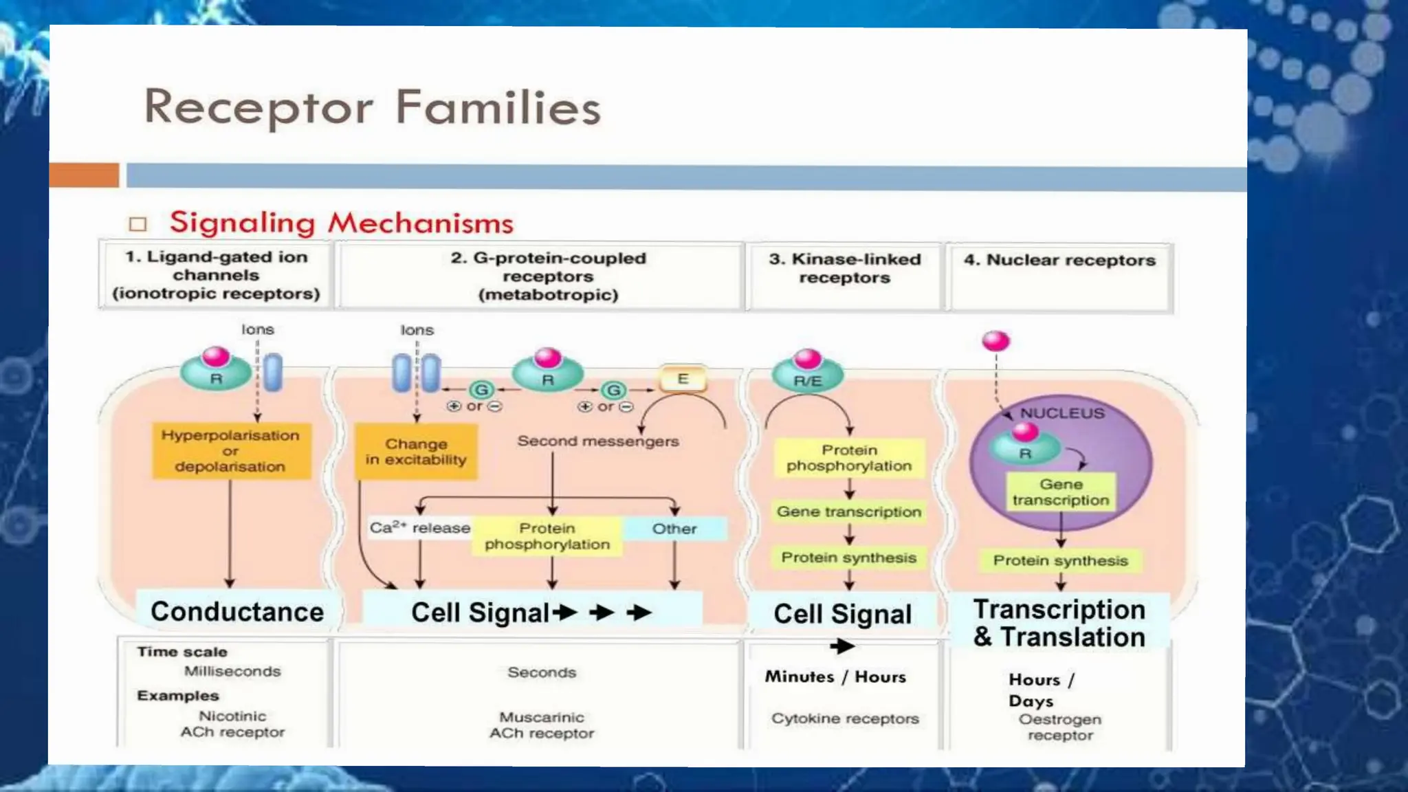 Receptors in Pharmacology: What Are They & Their Types | PPT