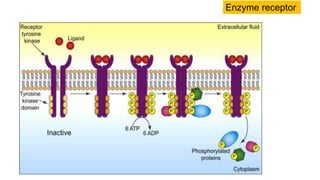 Receptors in Pharmacology: What Are They & Their Types | PPT