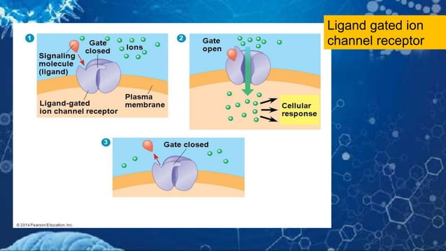 Receptors in Pharmacology: What Are They & Their Types | PPT