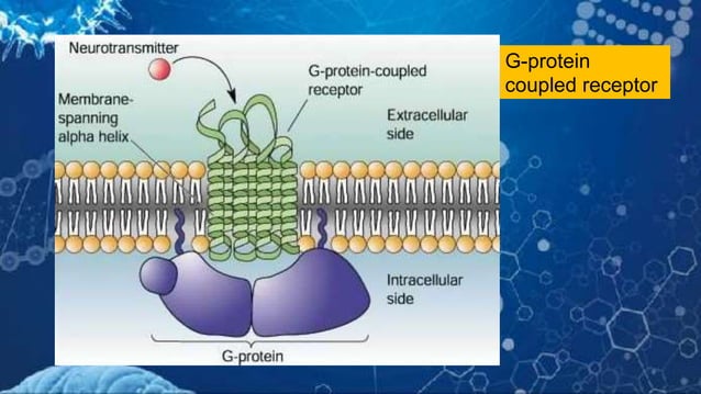 Receptors in Pharmacology: What Are They & Their Types | PPT