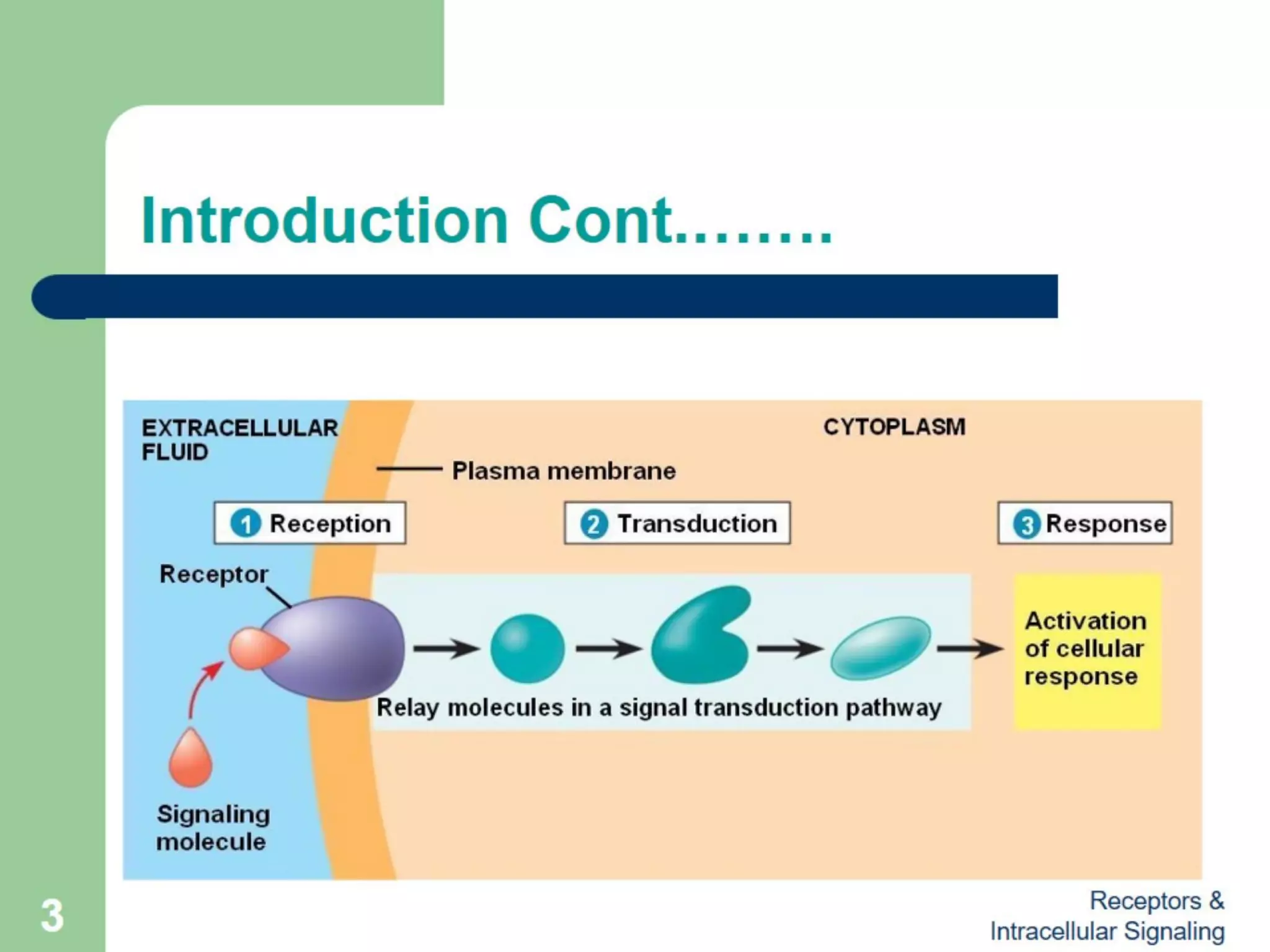 Receptors & Intracellular Signaling (Biochemistry) | PPT