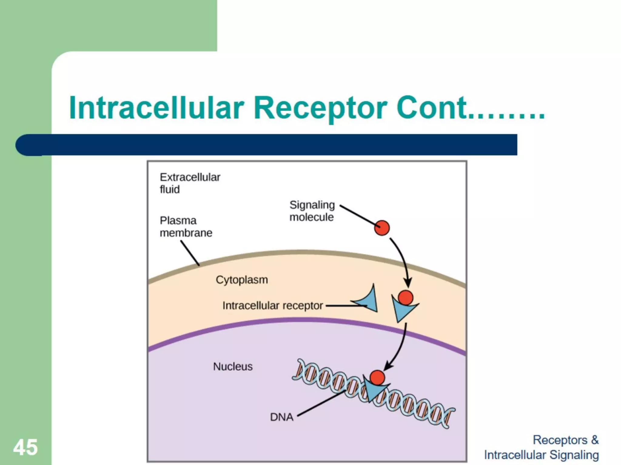 Receptors & Intracellular Signaling (Biochemistry) | PPT