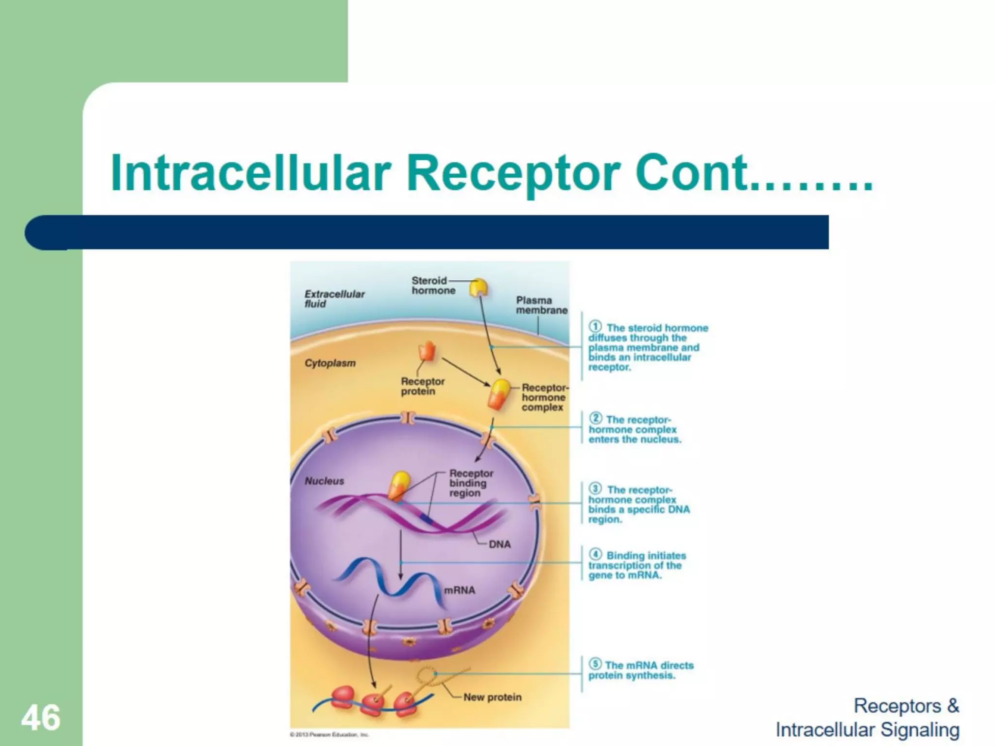 Receptors & Intracellular Signaling (Biochemistry) | PPT