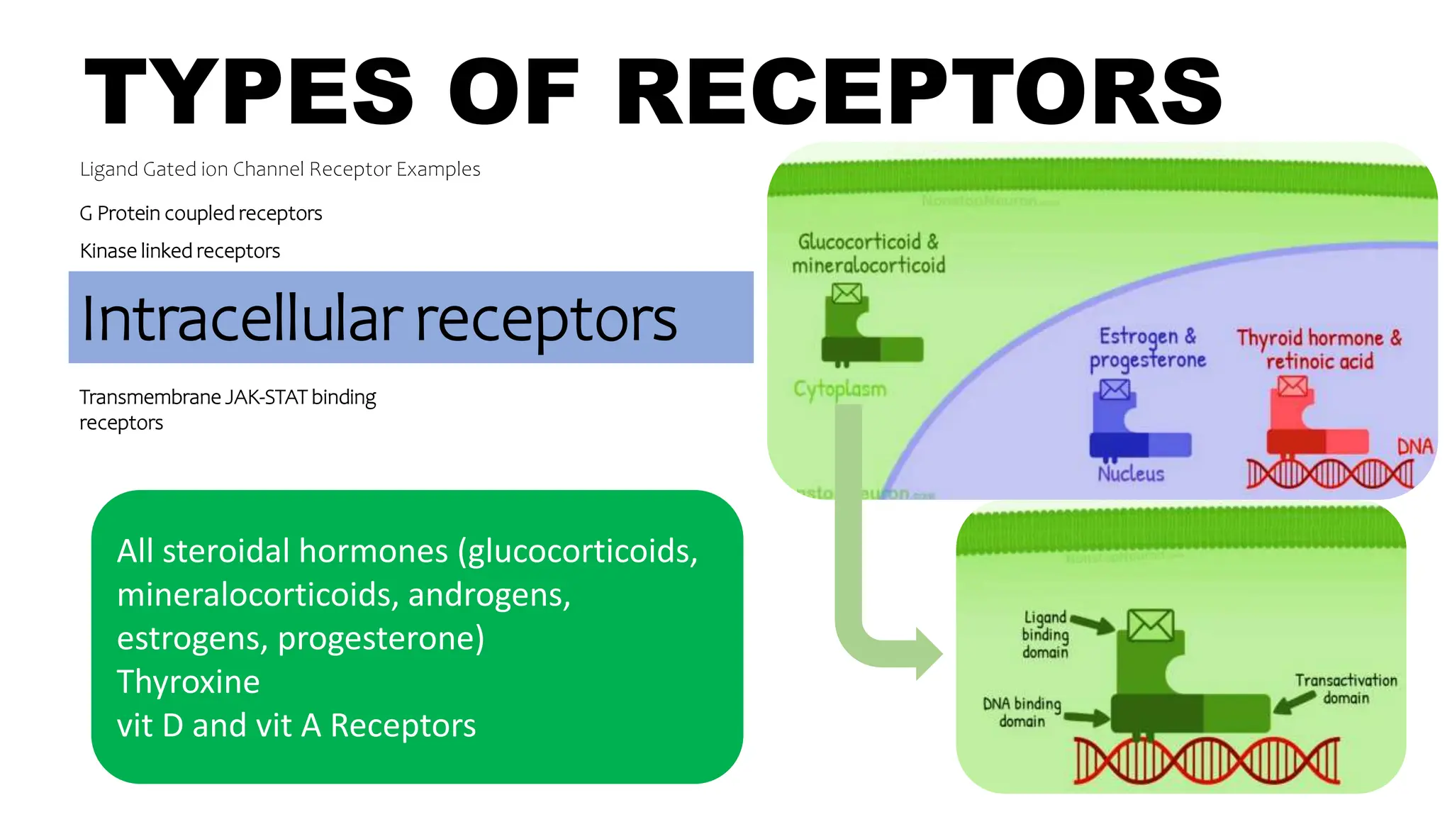 Receptors: Understanding Types and Functions | PPTX