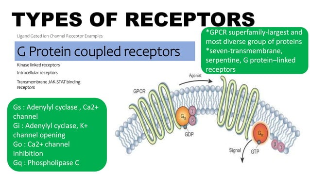 Receptors: Understanding Types and Functions | PPTX