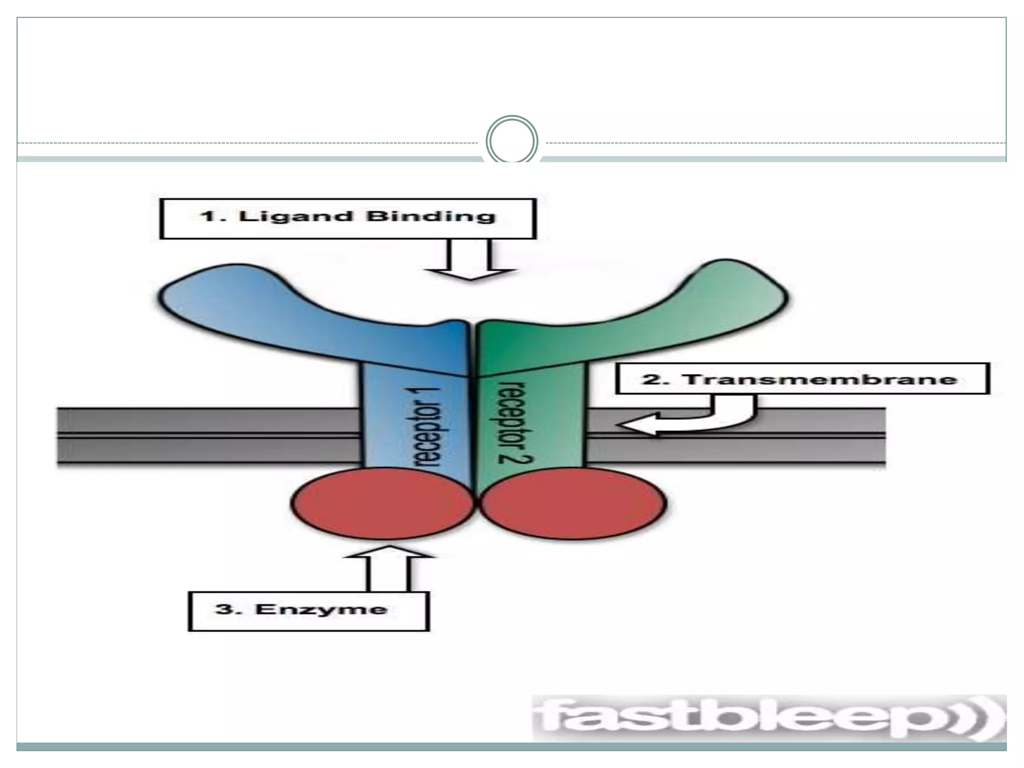 Receptor ppt by kashikant yadav | PPTX