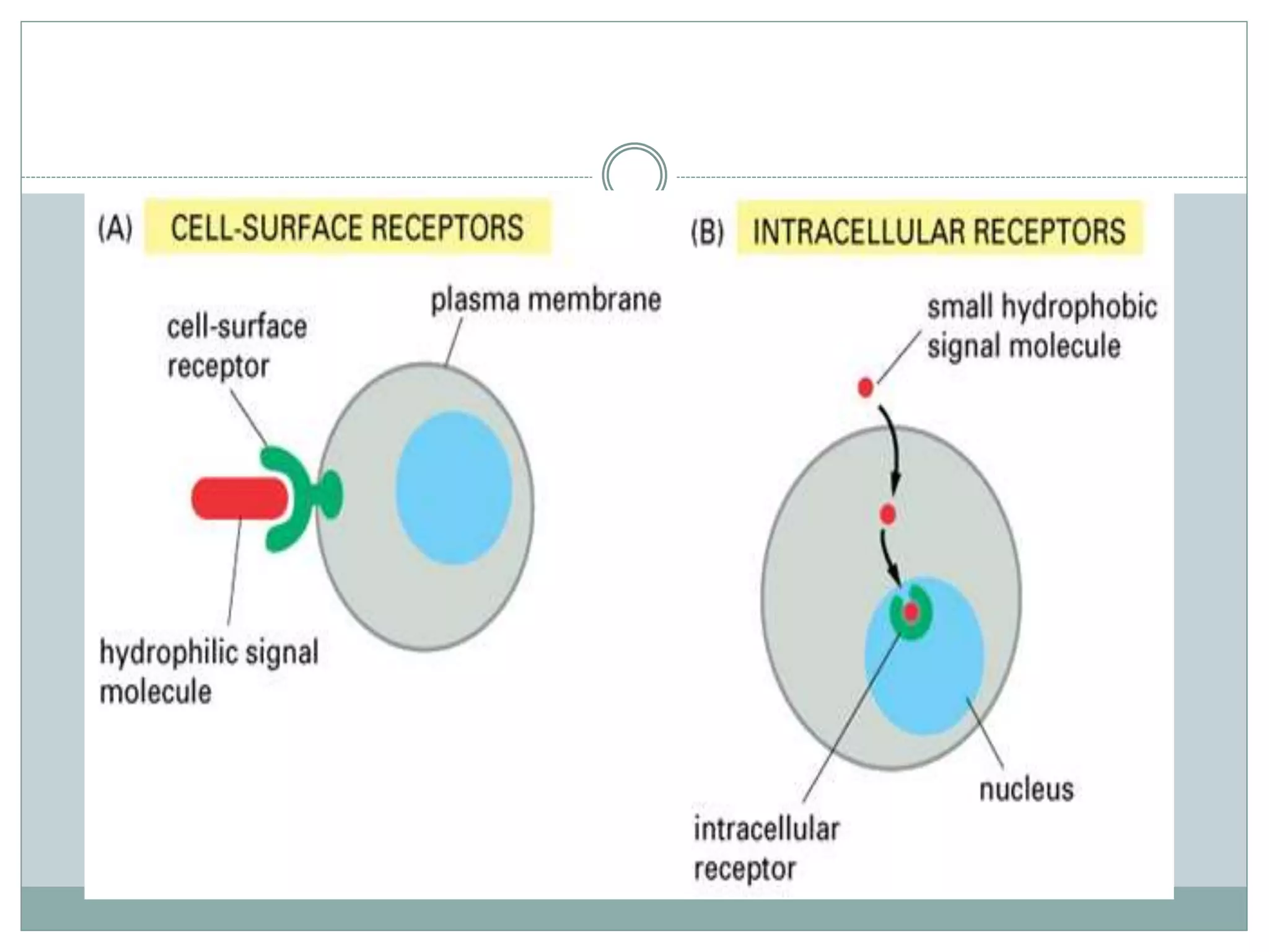 Receptor ppt by kashikant yadav | PPTX