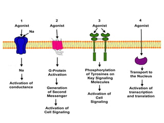 Receptors theory for MEDICAL PROFESSIONALS | PPT