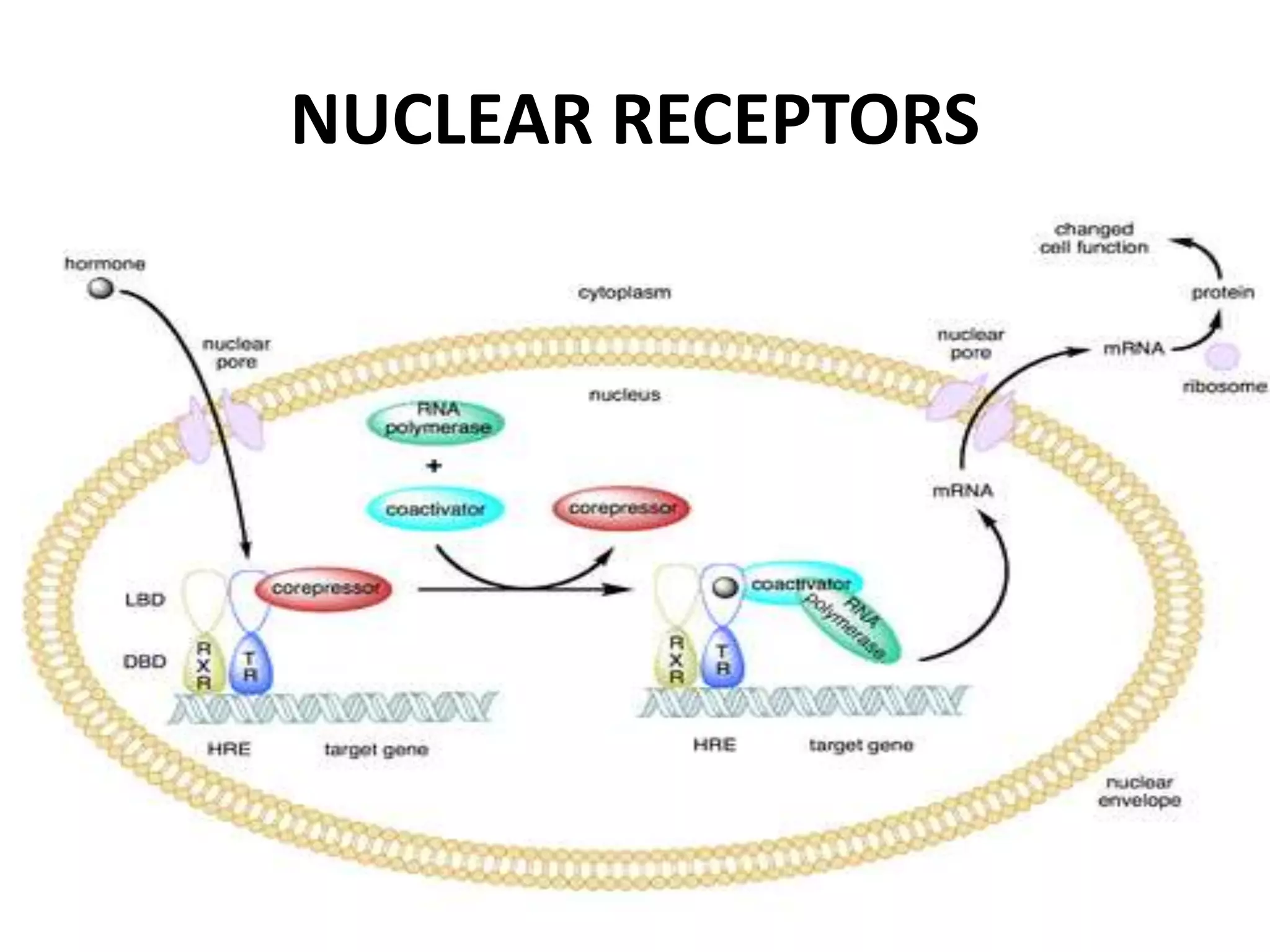 Receptors types | PPTX