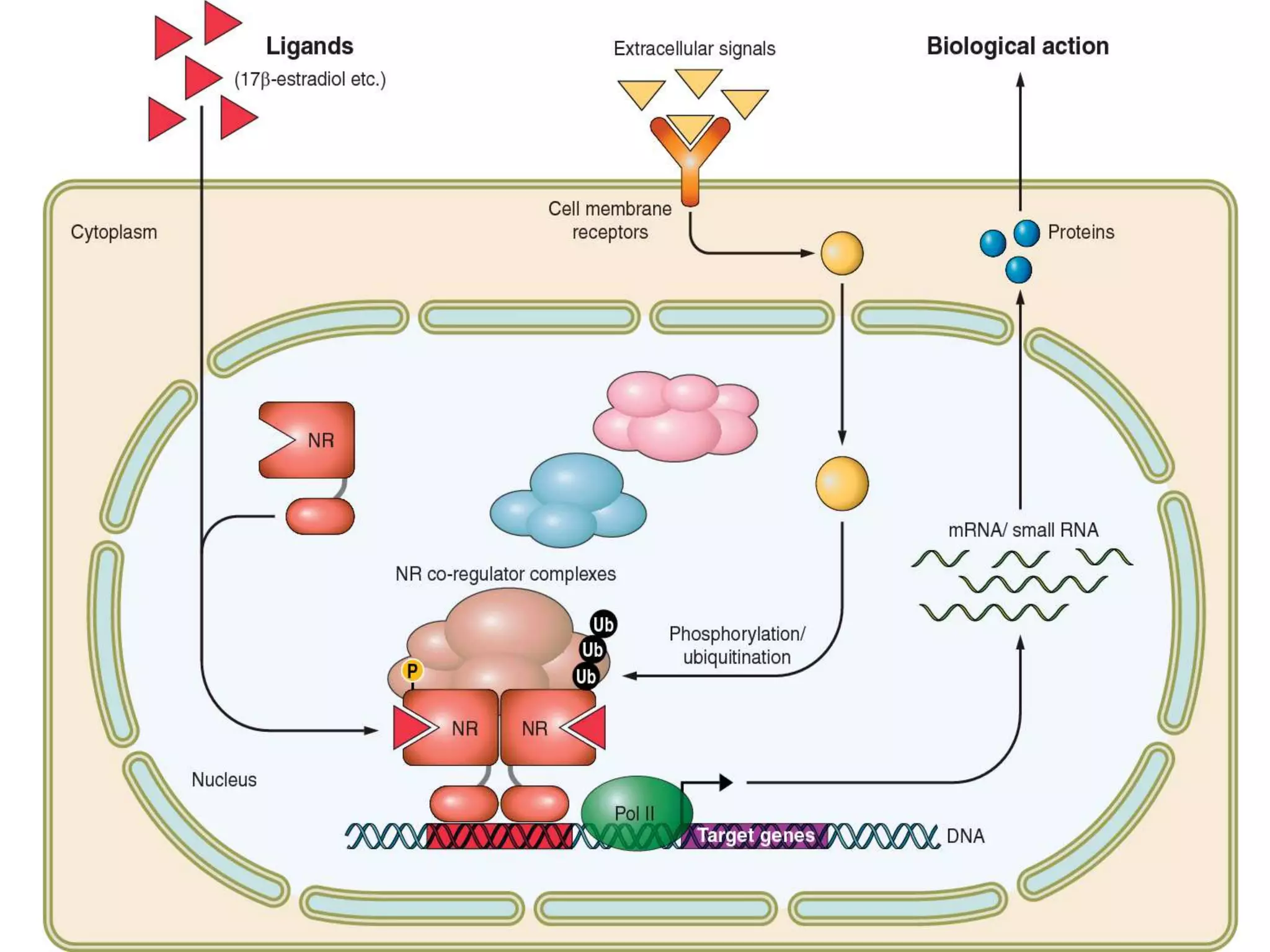 Receptors types | PPTX
