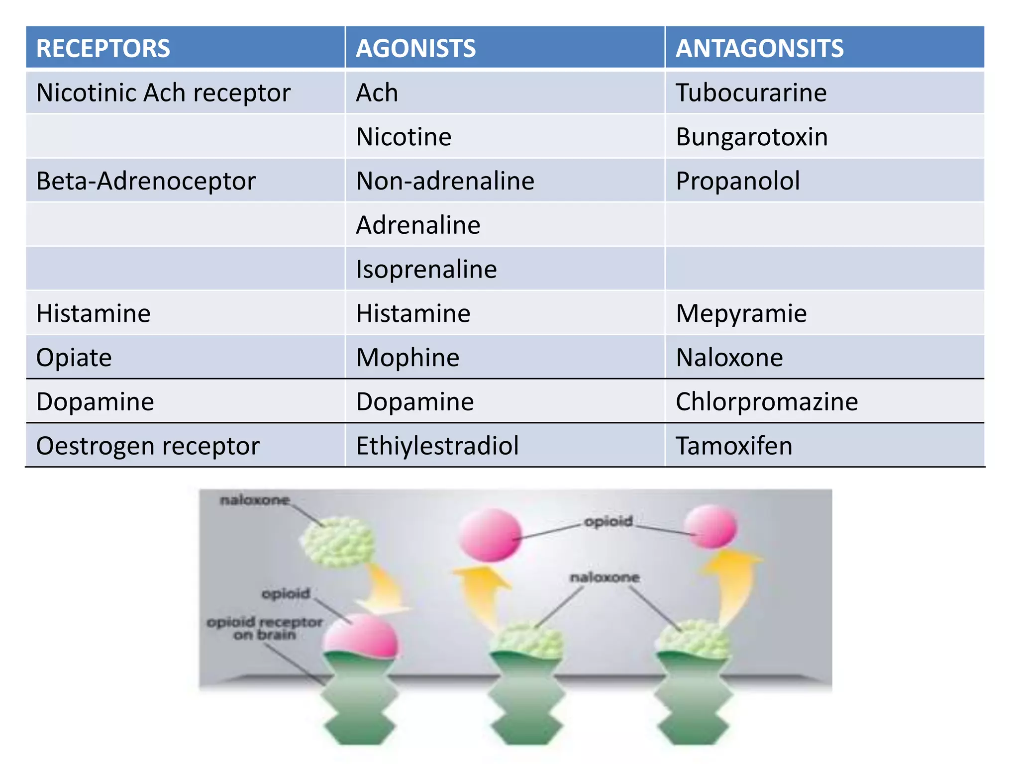Receptors types | PPTX | Pharmaceutical Drugs | Medical Health