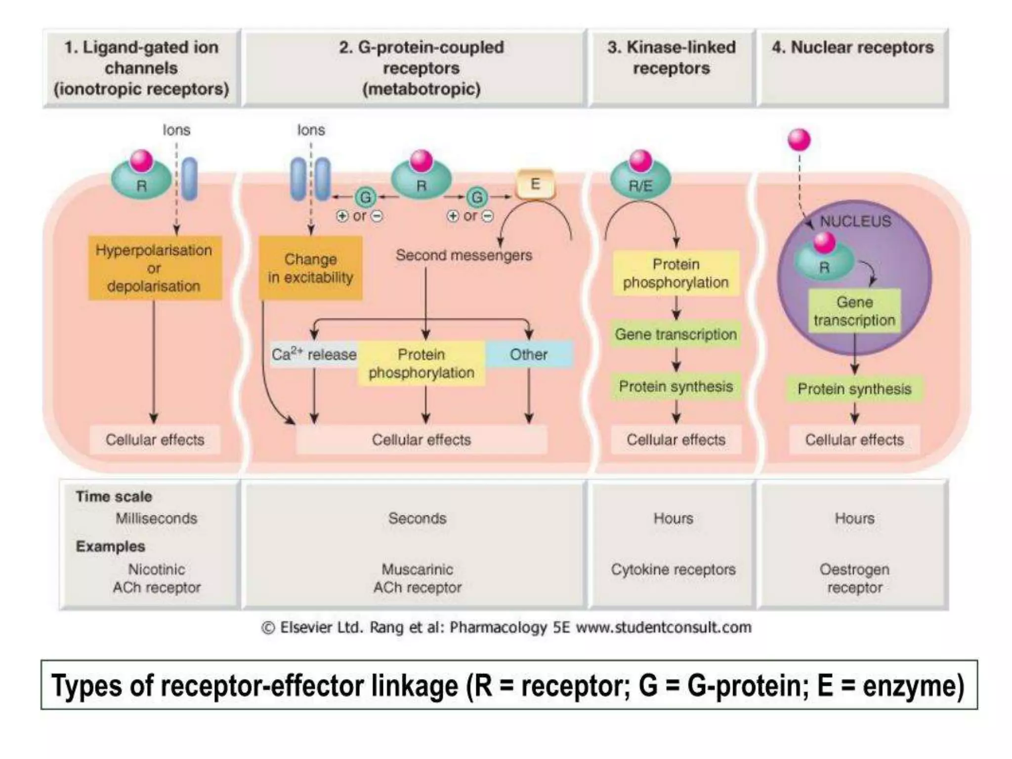 Receptors types | PPTX