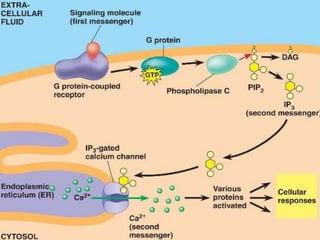 Receptors types | PPTX