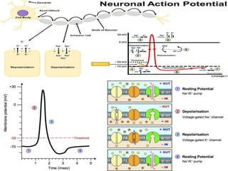 Receptors types | PPTX