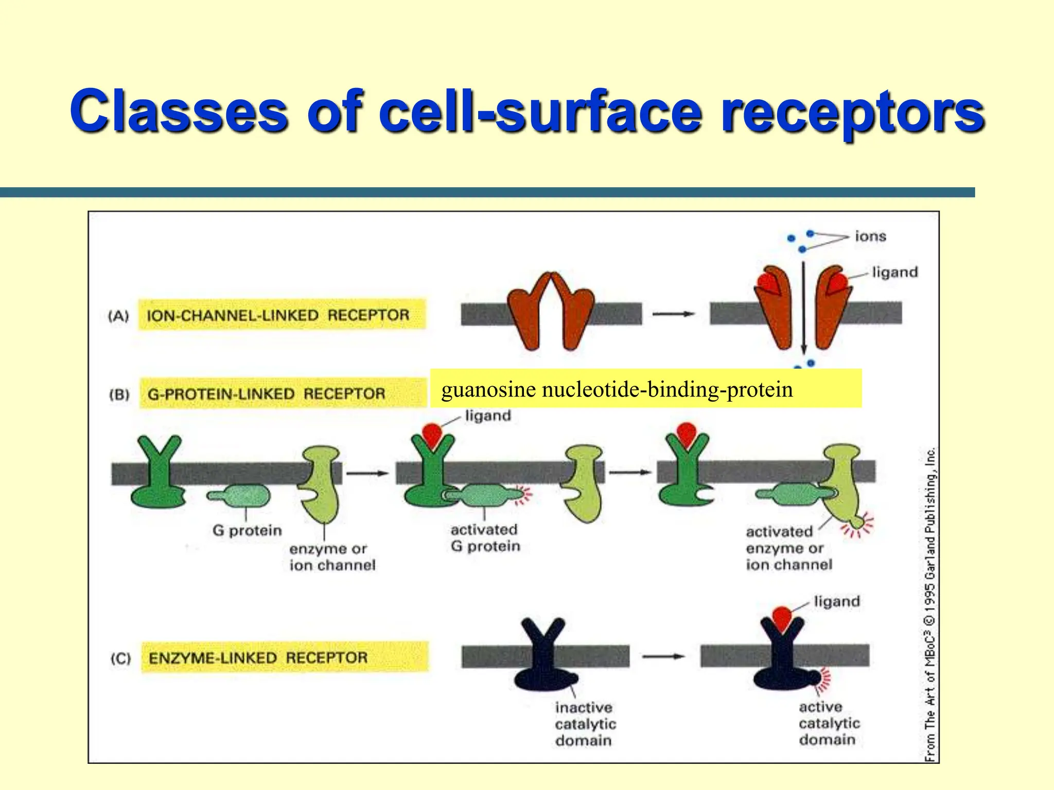 Receptor theory for lecture .ppt