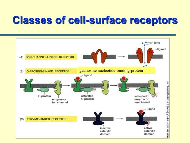 Receptor theory for lecture .ppt