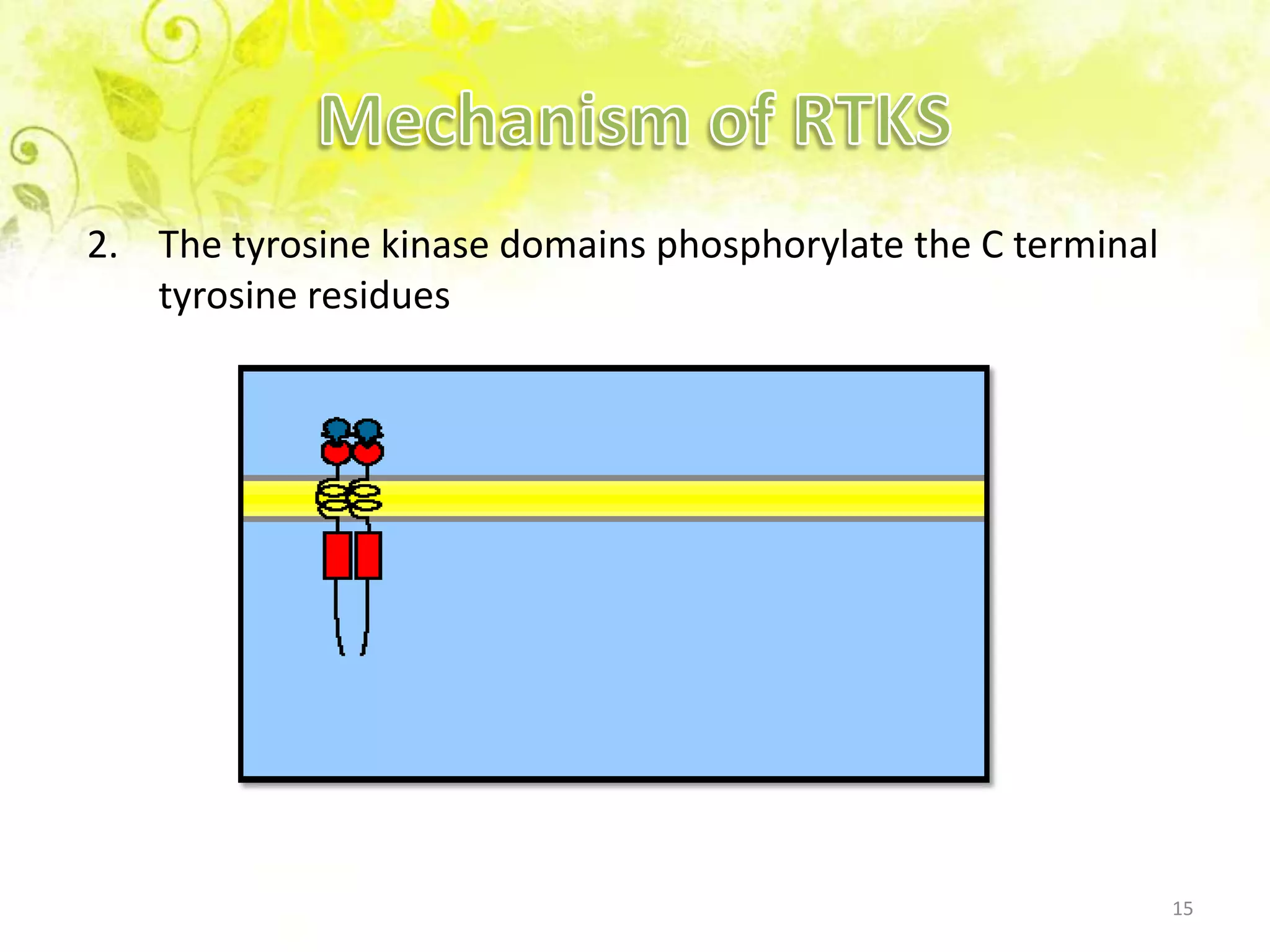 Receptor tyrosine kinase | PPTX