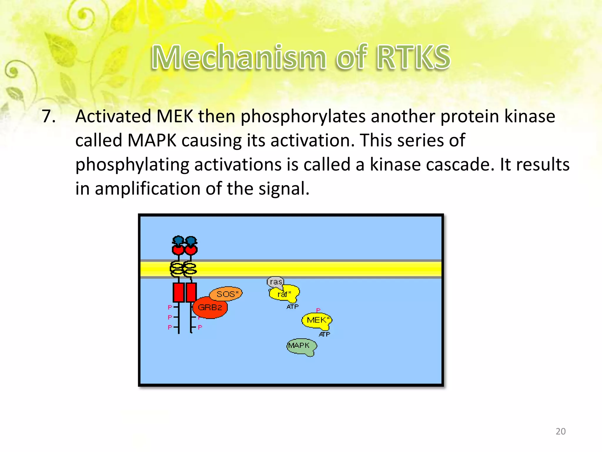 Receptor tyrosine kinase | PPTX