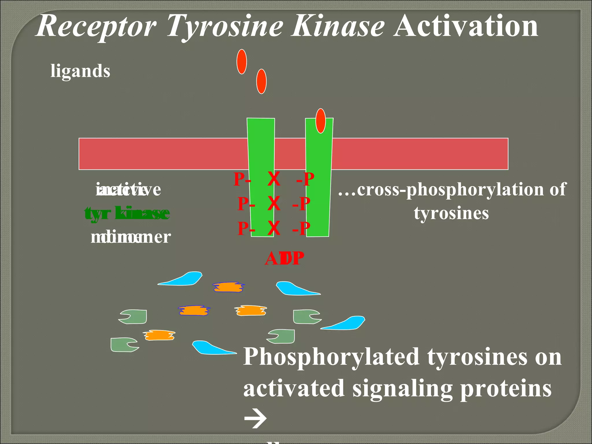 Receptor tyrosine kinases.ppt
