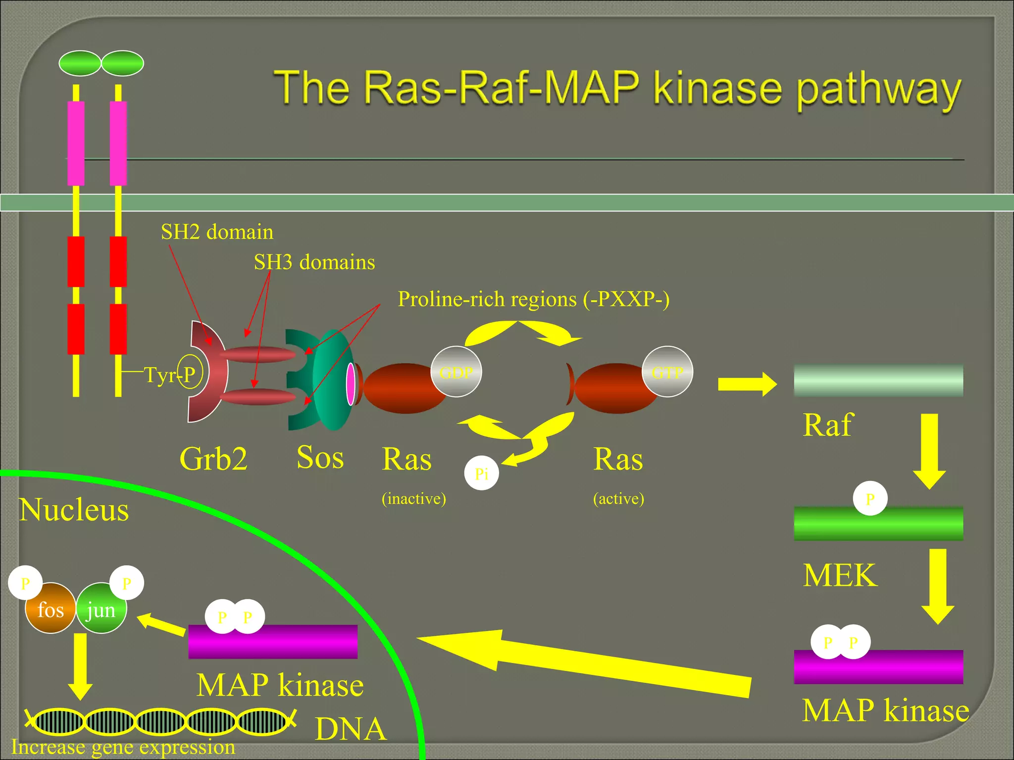 Receptor tyrosine kinases.ppt