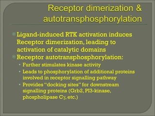 Receptor tyrosine kinases.ppt
