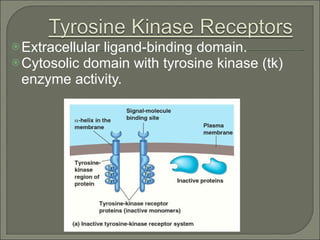 Receptor tyrosine kinases.ppt