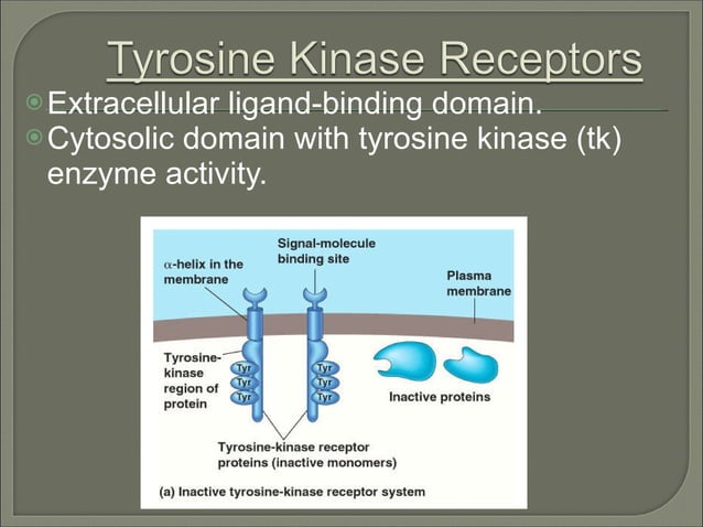 Receptor tyrosine kinases.ppt
