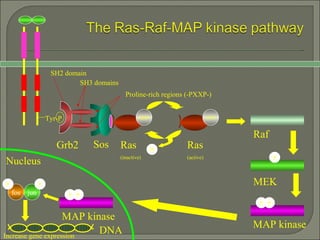Tyrosine Kinase Receptor Animation