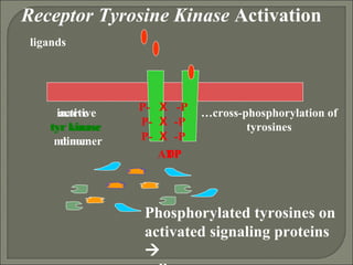 Receptor tyrosine kinases.ppt
