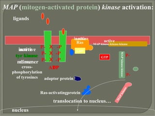 Receptor tyrosine kinases.ppt