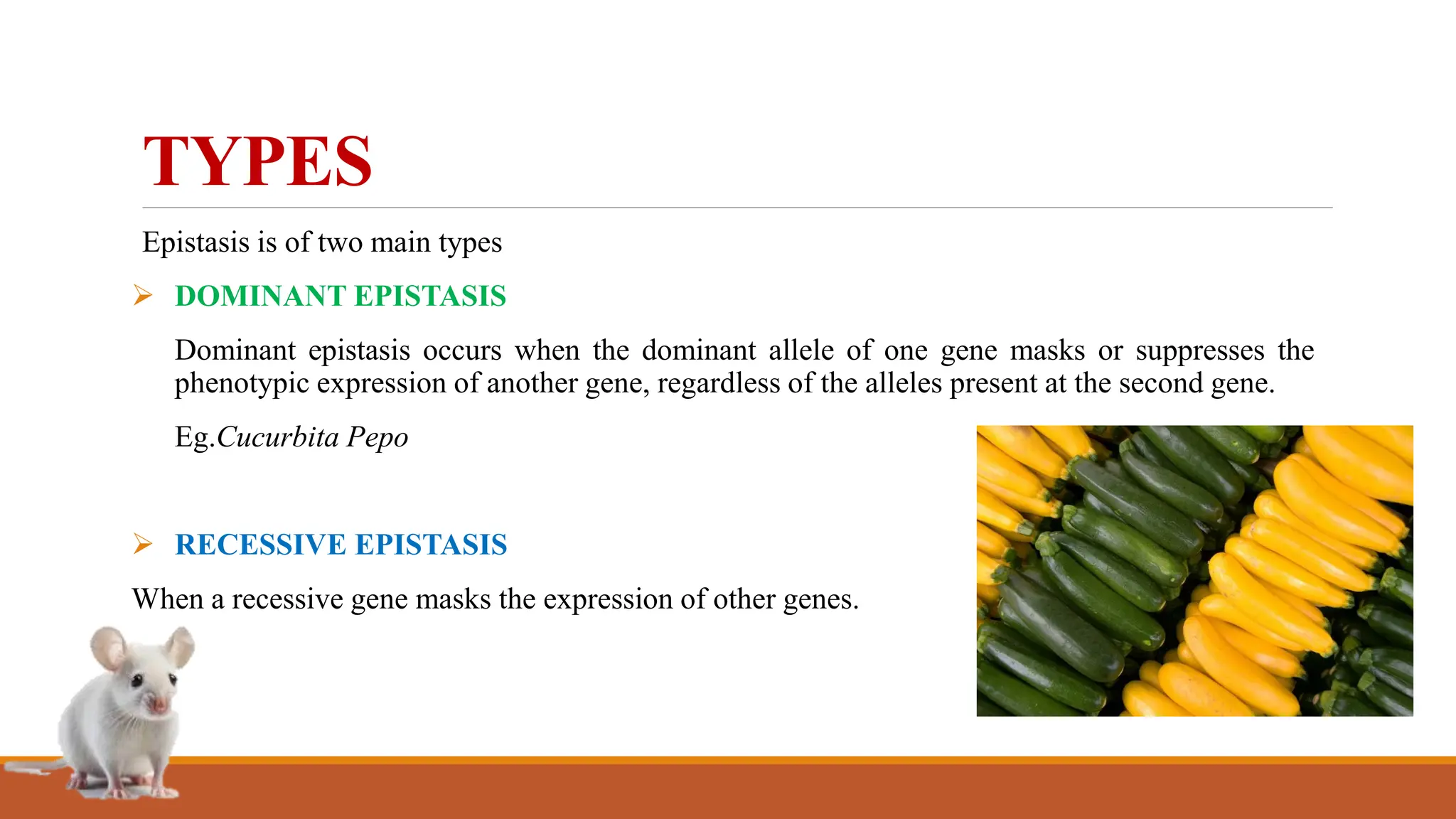Recessive Epistasis in Mouse Coat Color- Gene Interaction | PDF