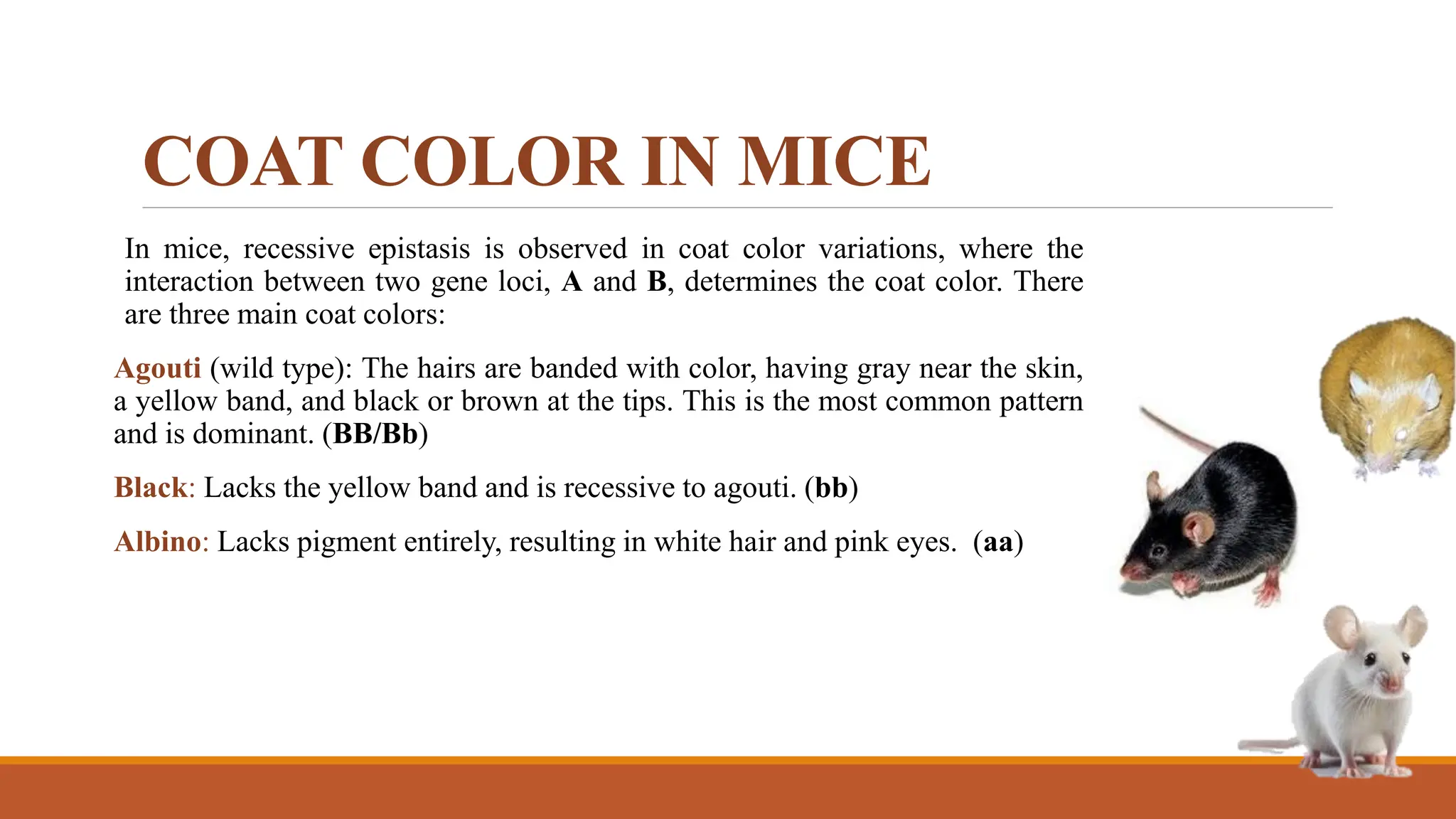 Recessive Epistasis in Mouse Coat Color- Gene Interaction | PDF