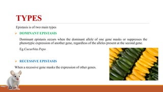 Recessive Epistasis in Mouse Coat Color- Gene Interaction | PDF