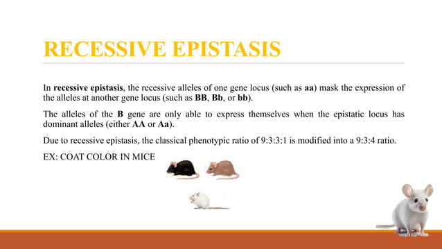 Recessive Epistasis in Mouse Coat Color- Gene Interaction | PDF